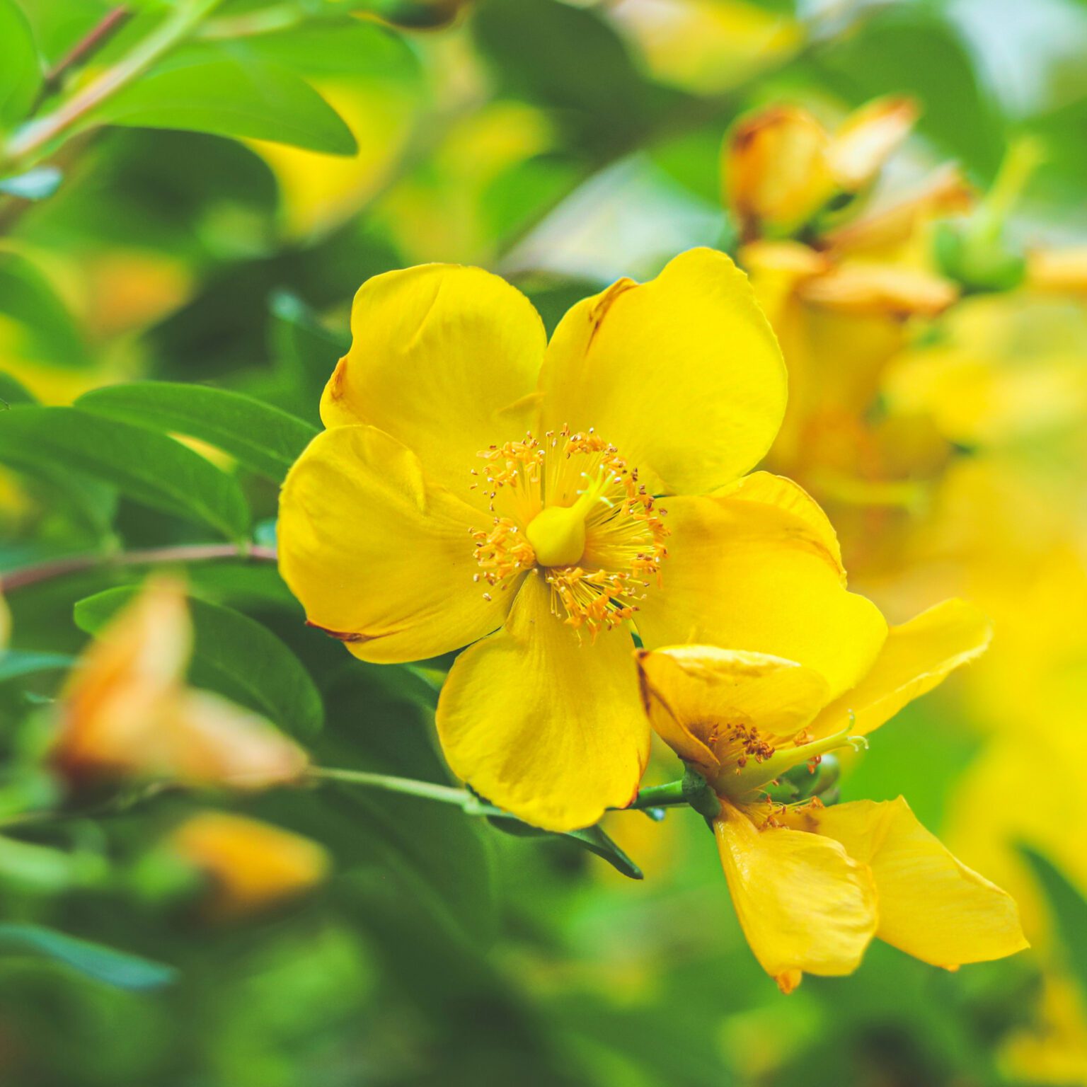 St.Johns-Wort-Native-Plant-Watson-Gloves - Watson Gloves